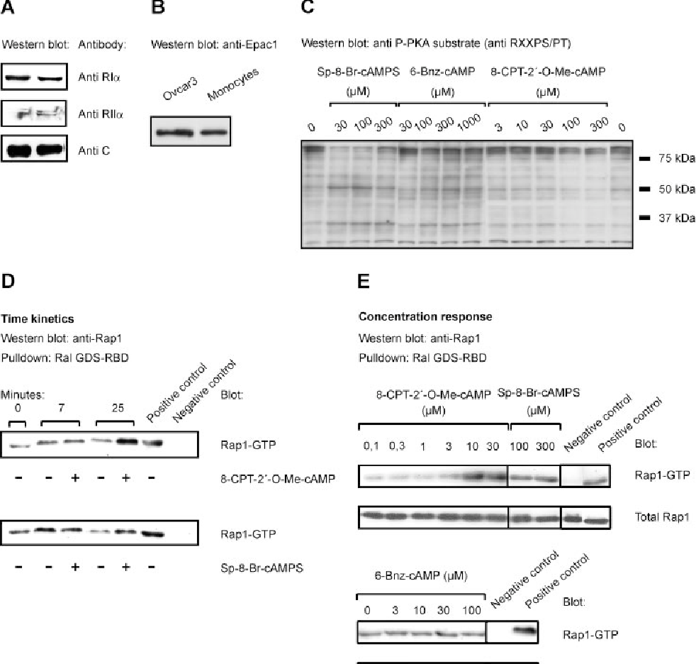 Figure 1 From The Cyclic Amp Epac1 Rap1 Pathway Is Dissociated From