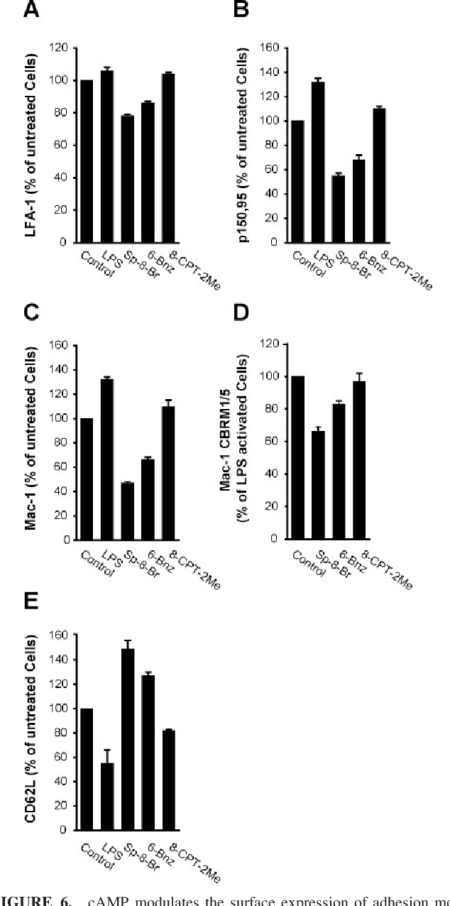 Figure 1 From The Cyclic Amp Epac1 Rap1 Pathway Is Dissociated From