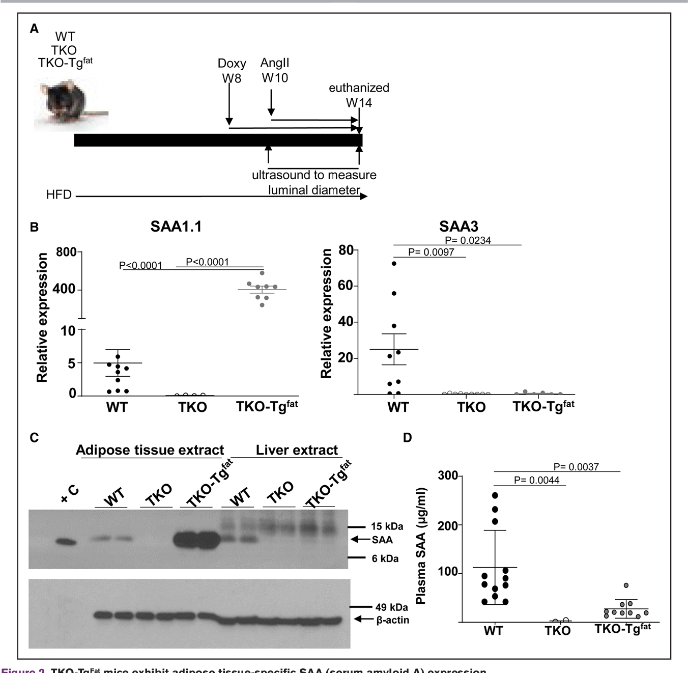 Figure 1 From Adipocyte Derived Serum Amyloid A Promotes Angiotensin Ii