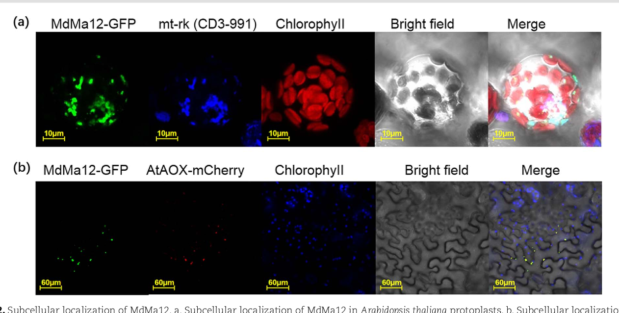 Figure 1 From Overexpression Of Apple Ma12 A Mitochondrial