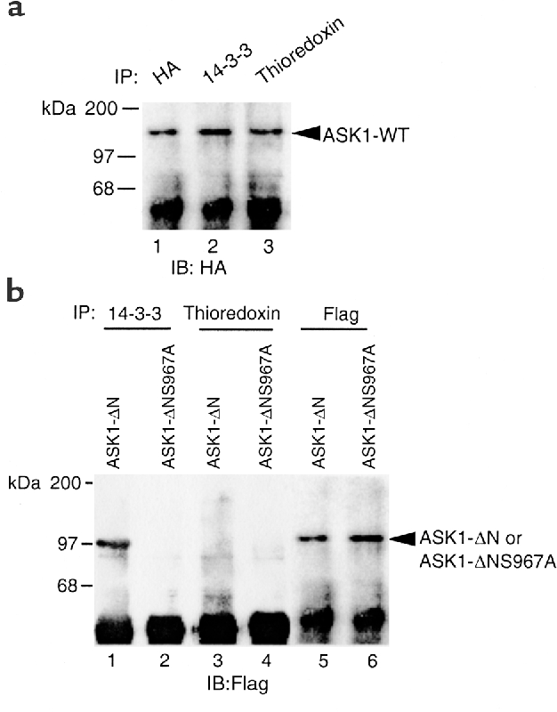 Figure 1 From Laminar Flow Inhibits Tnf Induced Ask1 Activation By