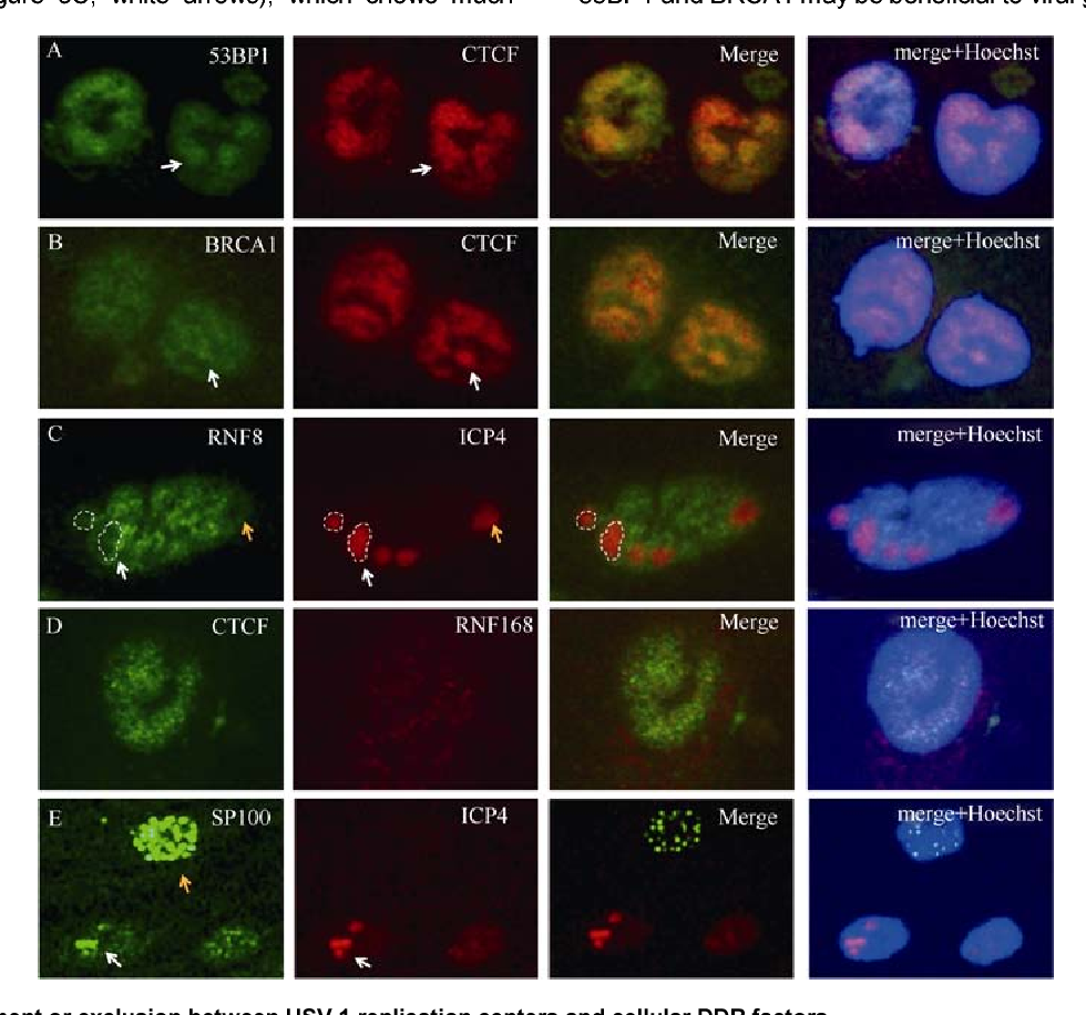 Figure 1 From Selective Recruitment Of Host Factors By Hsv 1