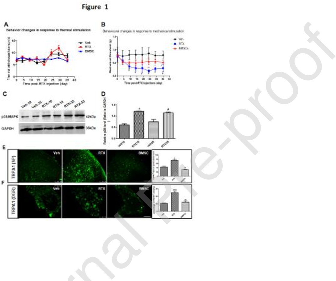 Bone Mesenchymal Stem Cells Attenuate Resiniferatoxin Induced Neuralgia