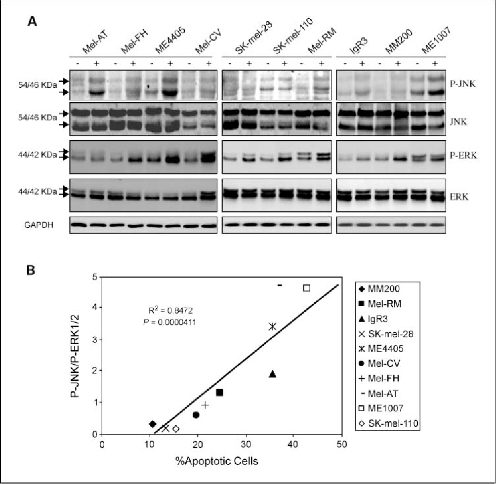 Figure 1 From Docetaxel Induced Apoptosis Of Human Melanoma Is Mediated