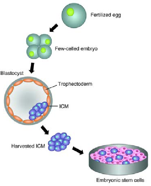 Figure 13 From Characterization Of Embryonic Stem Cell Differentiated