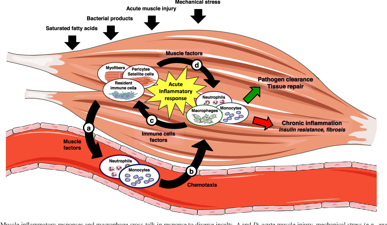 Pdf Cross Talk Between Skeletal Muscle And Immune Cells Muscle