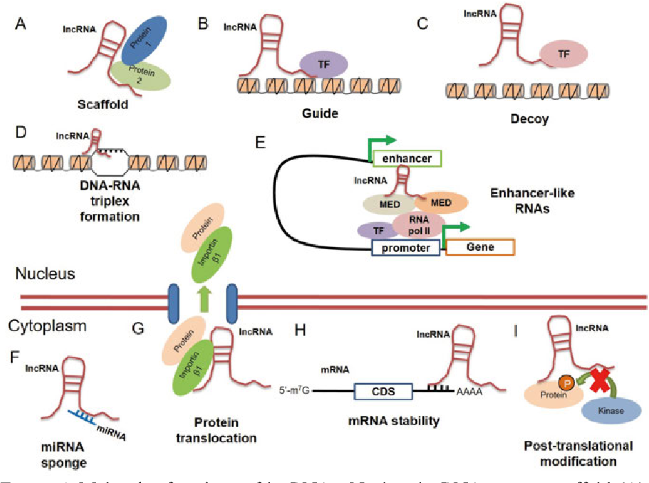 Figure 1 From Regulation Of Tgfβ Signaling By Long Non Coding Rnas And