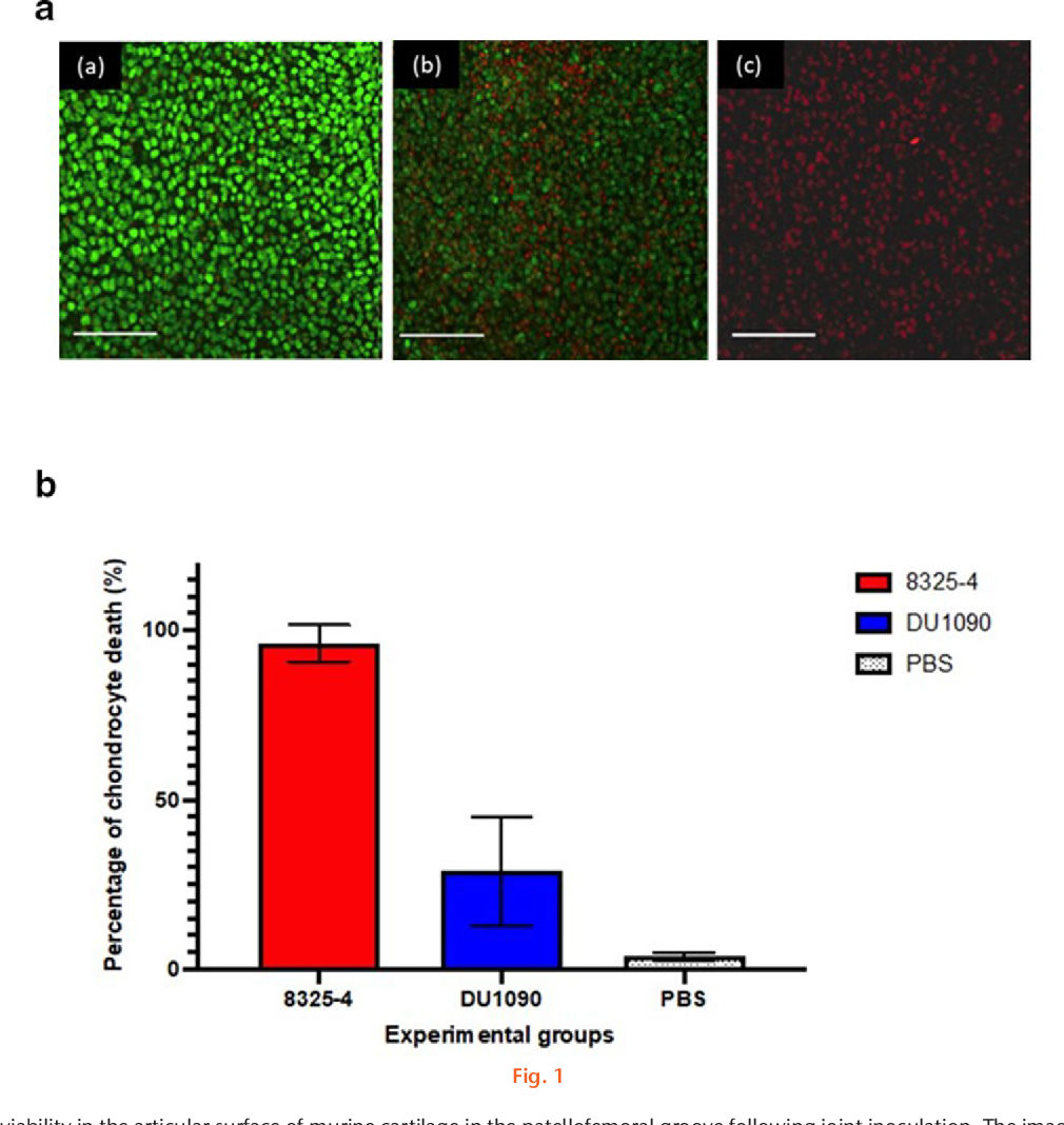 Figure 3 From Septic Arthritis In An In Vivo Murine Model Induced By