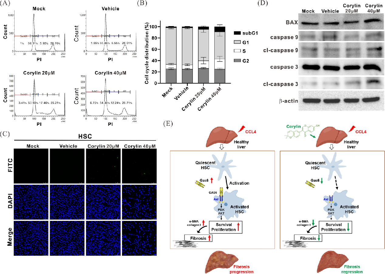 Figure 1 From Corylin Attenuates Ccl4 Induced Liver Fibrosis In Mice By