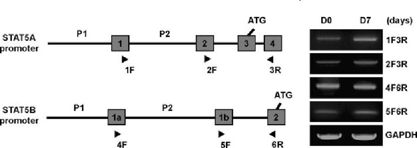 Figure 1 From Peroxisome Proliferator Activated Receptor Gamma Signal