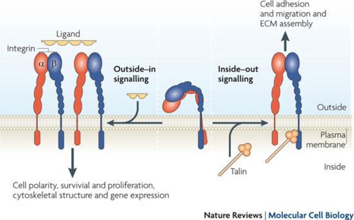 Figure 12 From Regulation Of Intracellular Trafficking Of Laminin