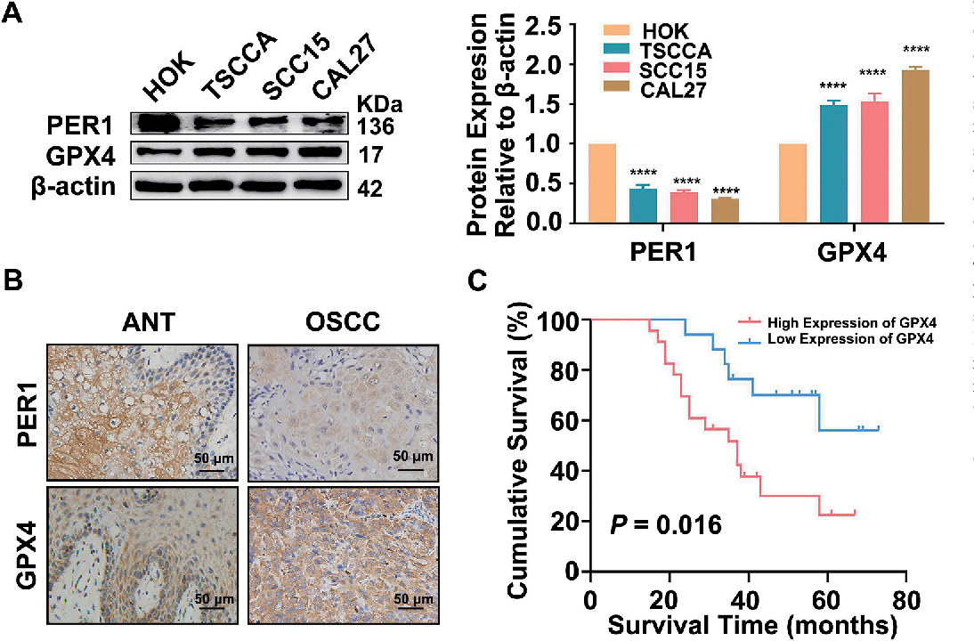 Figure 1 From The Per1hif 1alpha Negative Feedback Loop Promotes