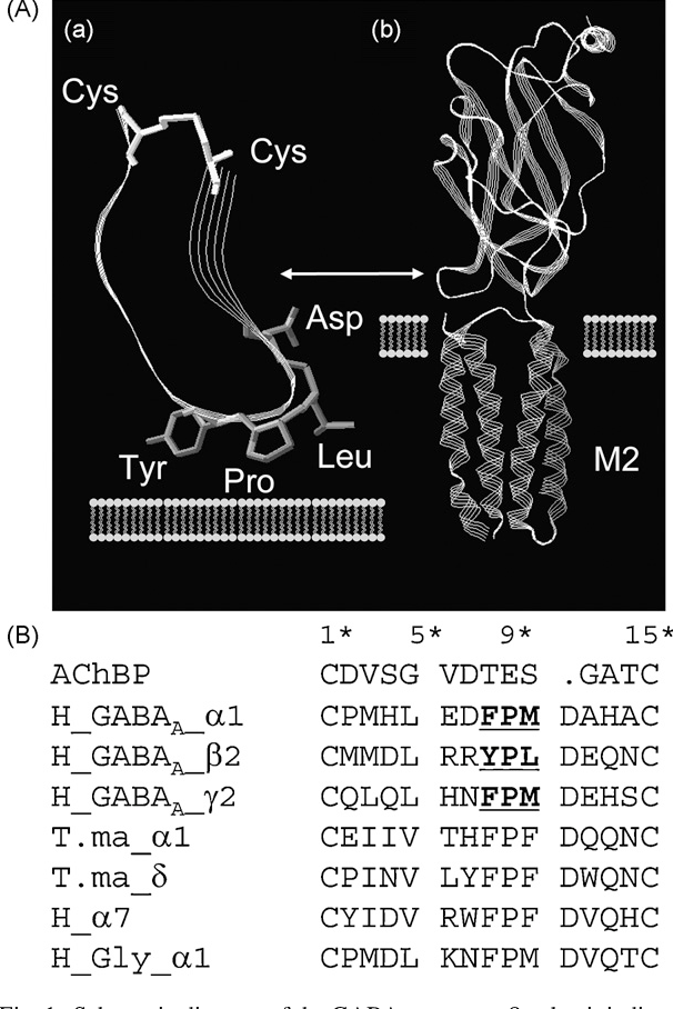 Pdf Functional Asymmetry Of The Conserved Cystine Loops In αβγ Gabaa