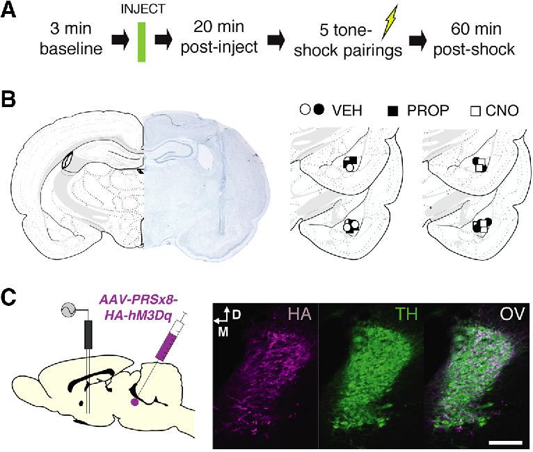 Figure 1 From Locus Coeruleus Norepinephrine Drives Stress Induced