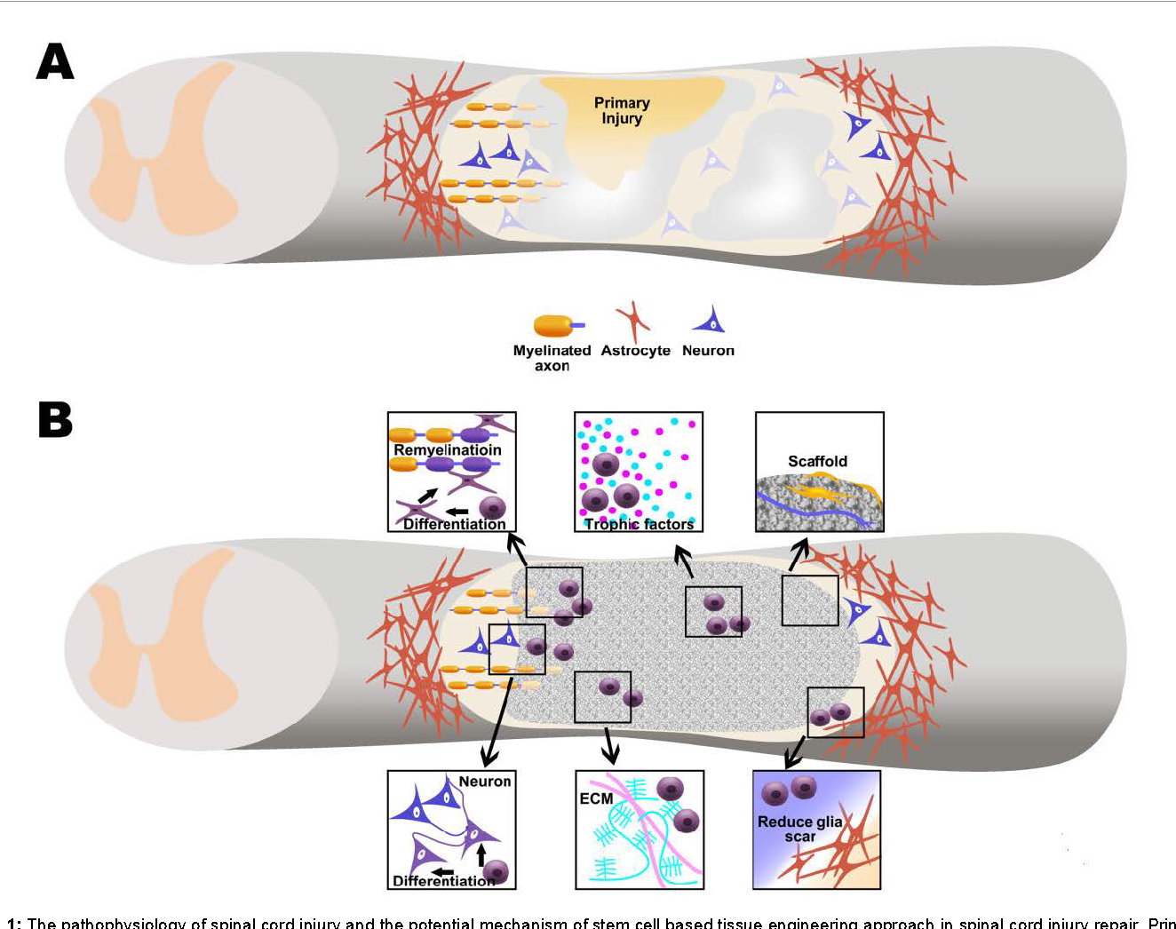 The Application Of Stem Cell Based Tissue Engineering In Spinal Cord