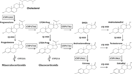 Genetic And Structural Analyses Of Cytochrome P450 Hydroxylases In Sex