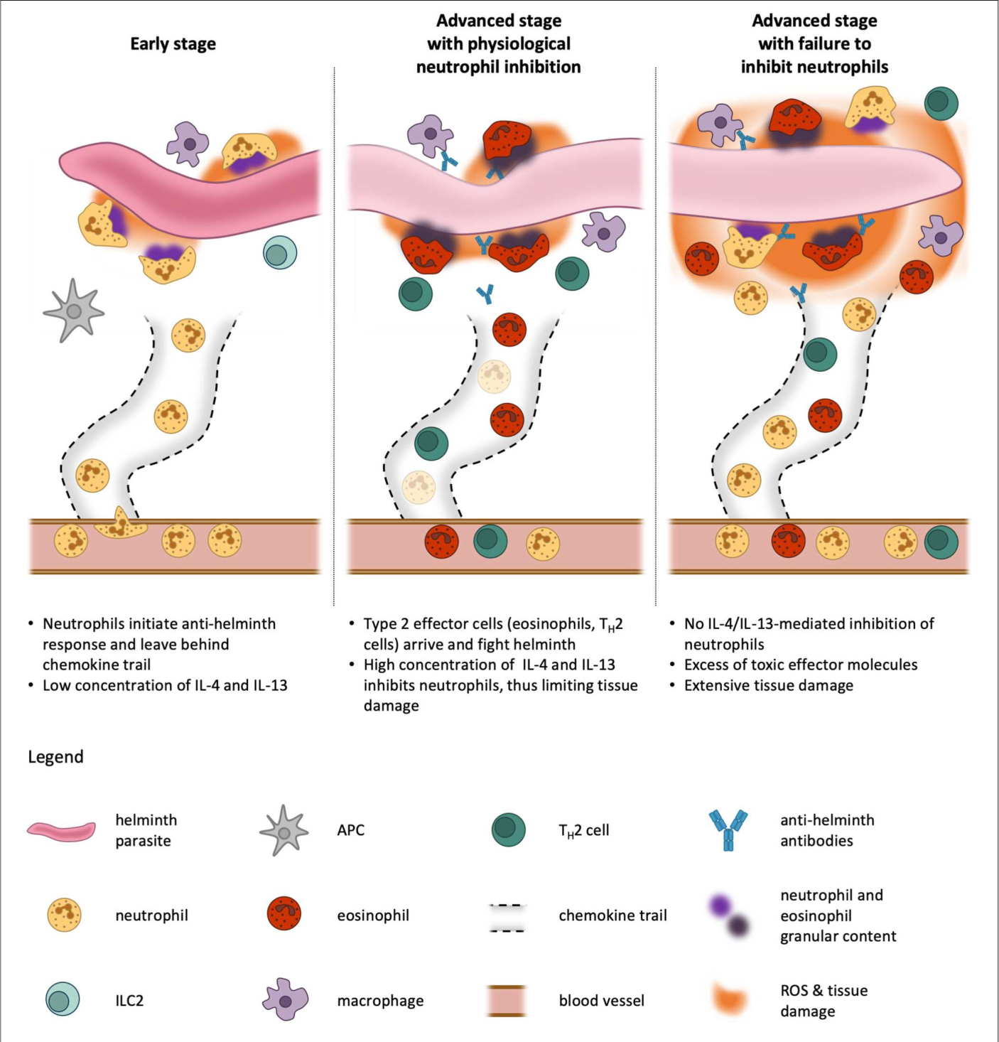 Figure 2 From The Regulatory Effects Of Interleukin 4 Receptor