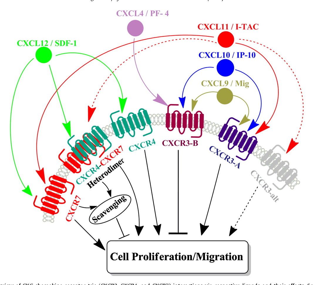 Figure 2 From Chemokine Receptor Trio Cxcr3 Cxcr4 And Cxcr7 Crosstalk