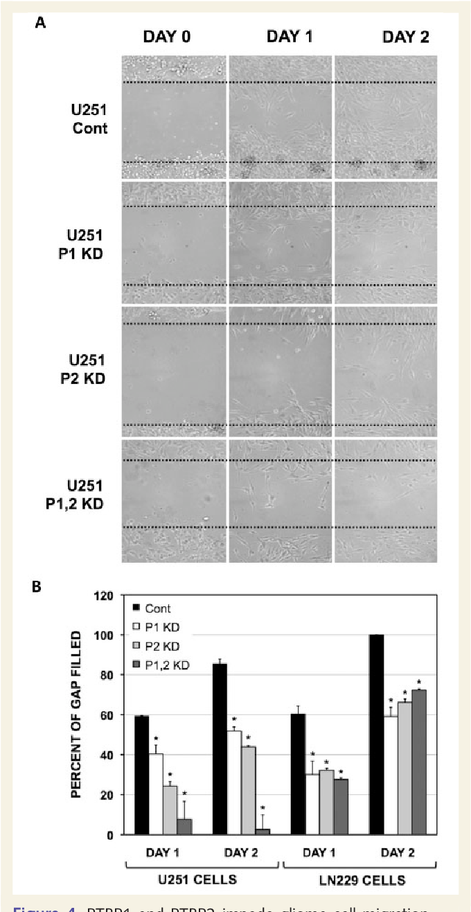 Figure 1 From Splicing Factors Ptbp1 And Ptbp2 Promote Proliferation