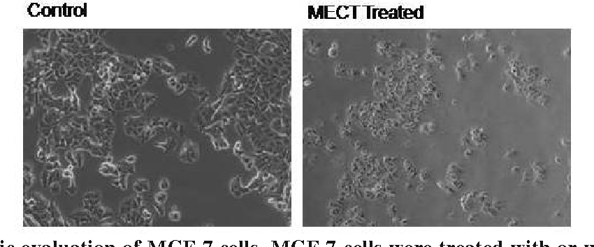 Pdf Induction Of Apoptosis In Mcf 7 Cells By Methanolic Extract Of