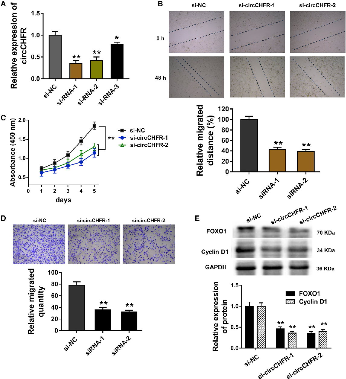 Circular Rna Circchfr Facilitates The Proliferation And Migration Of