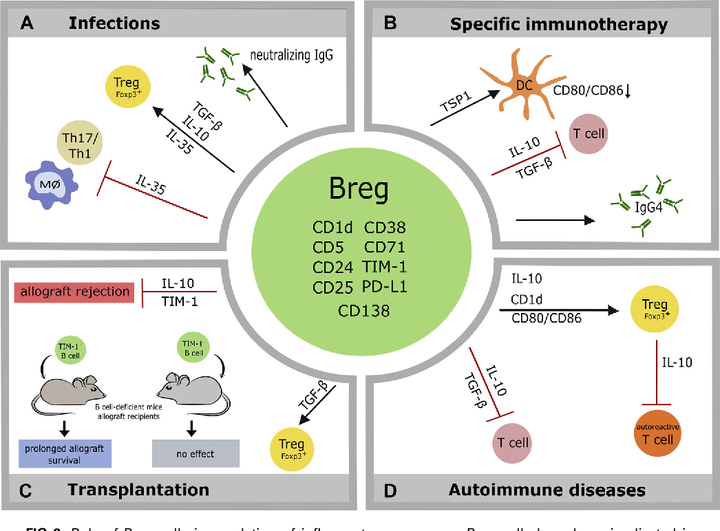 Table I From Role Of Regulatory B Cells In Immune Tolerance To