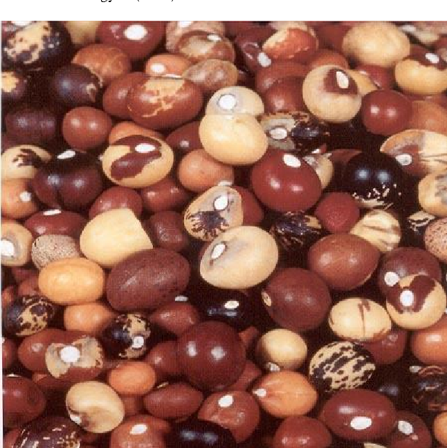 Yard Garden And Outdoor Living Rarity 3 Seeds Bambara Bean Red Bambara