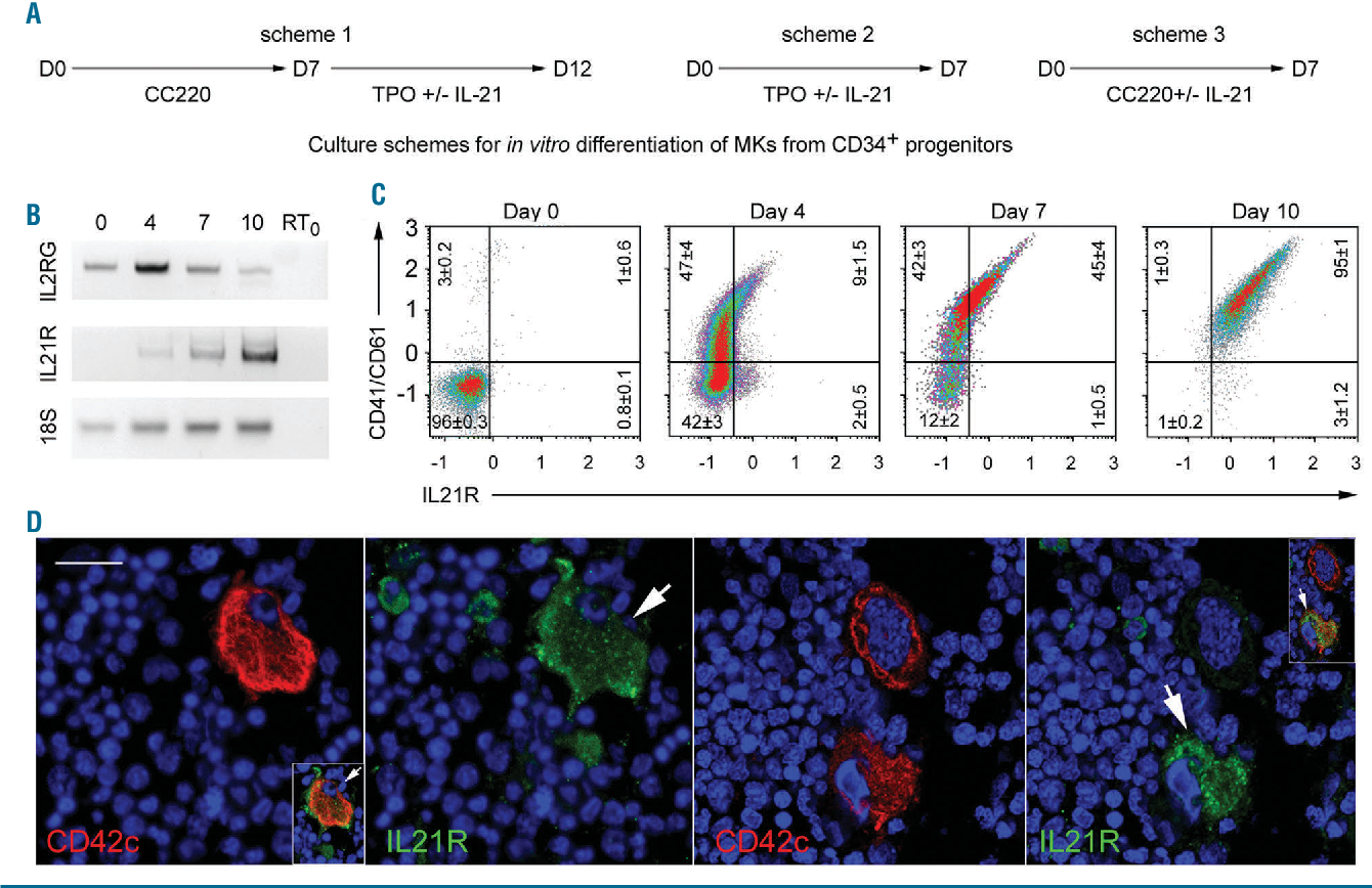 Figure 1 From Dual Role Of Il 21 In Megakaryopoiesis And Platelet