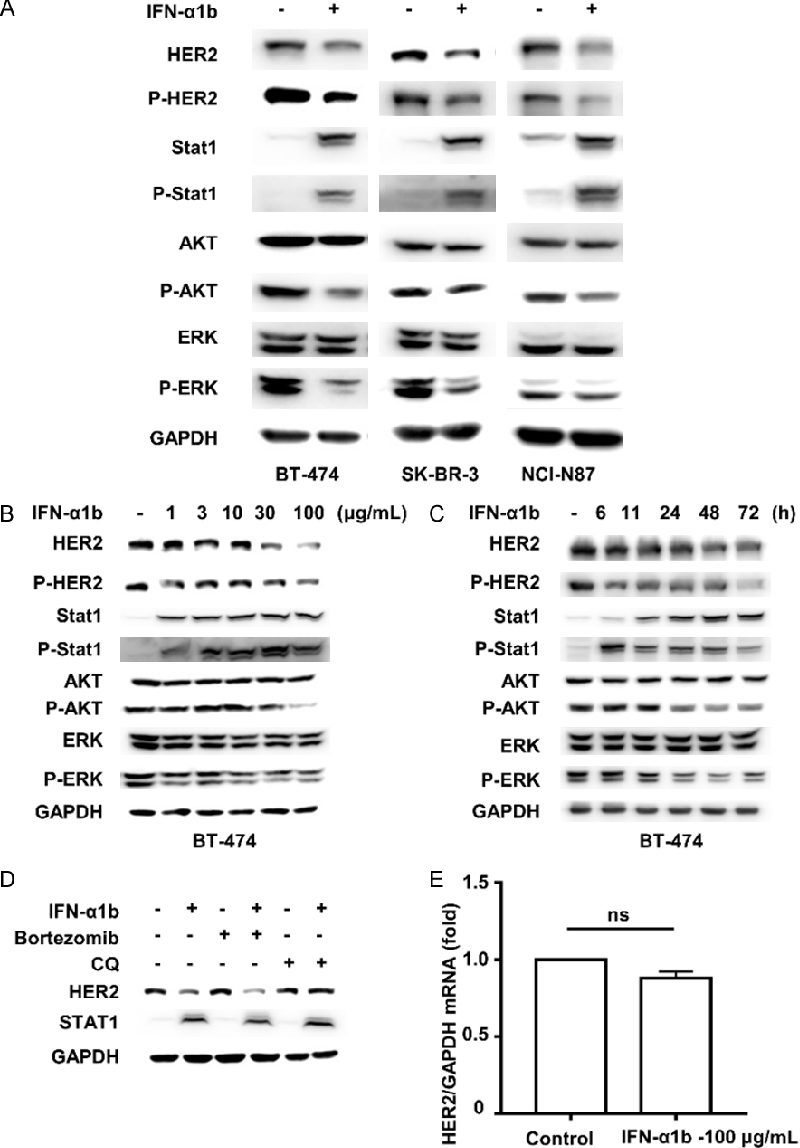 Figure 1 From Trastuzumab In Combination With Pegylated Interferon α1b