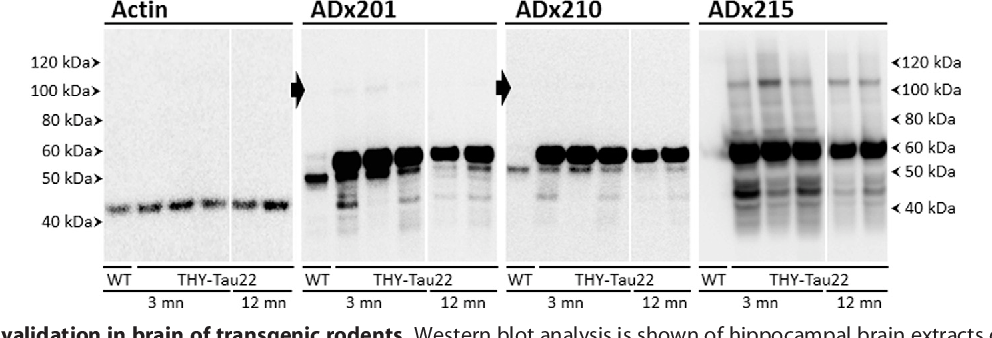 Figure 1 From Tau Monoclonal Antibody Generation Based On Humanized