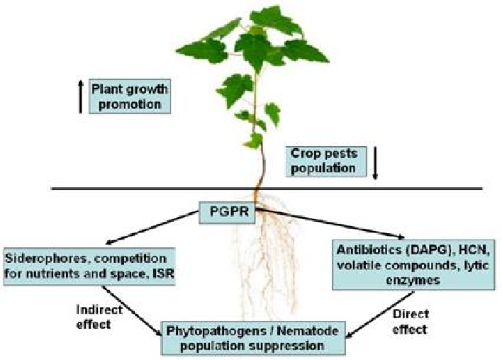 Plant Growth Promoting Bacteria Pgpb A Versatile Tool For Plant