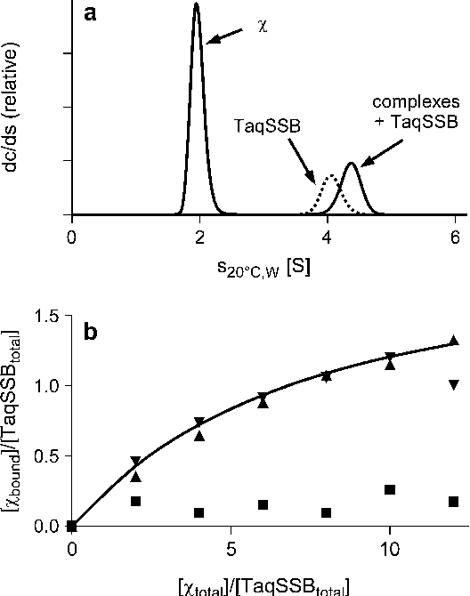 Figure 1 From Biophysical Analysis Of Thermus Aquaticus Single Stranded