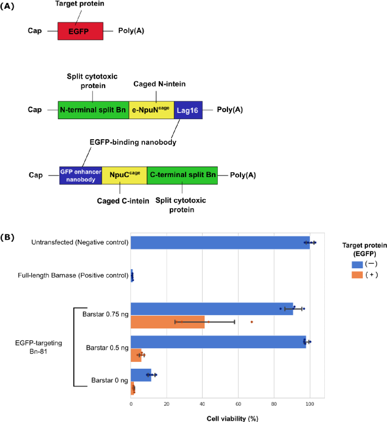 Figure 1 From Development Of Synthetic Mrnas Encoding Split Cytotoxic