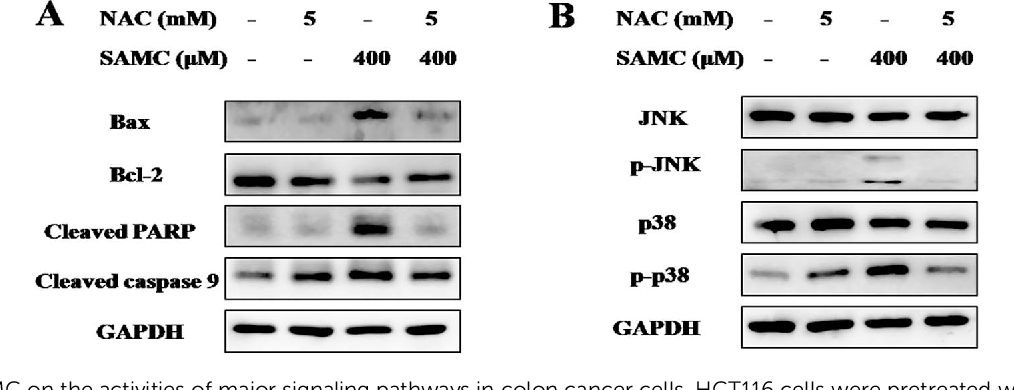 Figure 5 From S Allylmercaptocysteine Induces G2m Phase Arrest And