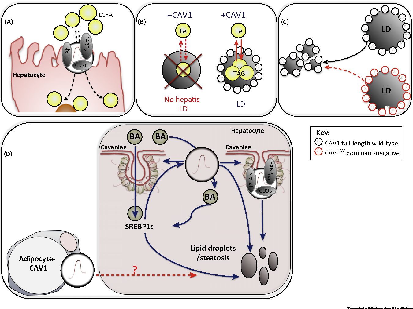 Figure 2 From Caveolin 1 Function In Liver Physiology And Disease