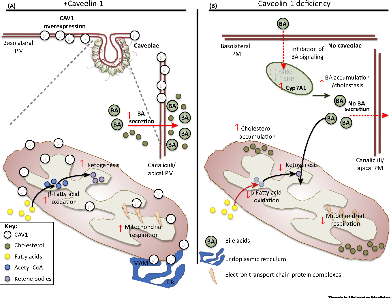 Figure 3 From Review Caveolin 1 Function In Liver Physiology And