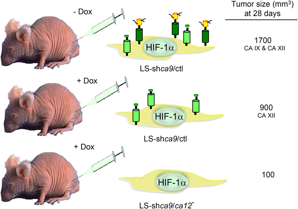 Figure 1 From Membrane Bound Carbonic Anhydrases Are Key Ph Regulators