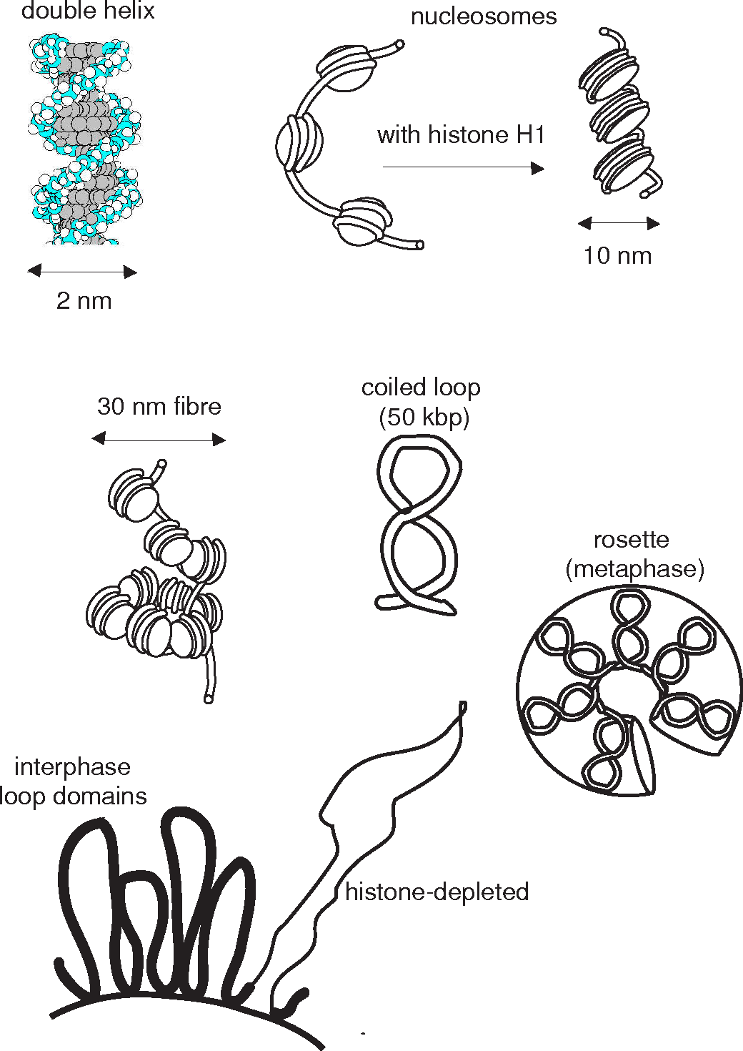 Figure 11 From Induction And Rejoining Of Dna Double Strand Breaks In