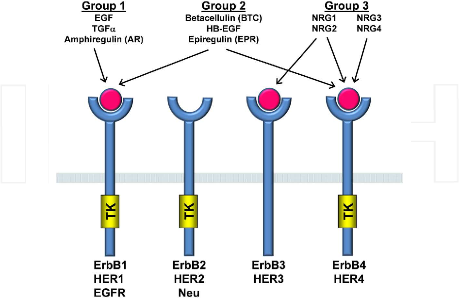 Figure 4 From Epidermal Growth Factor Receptor Egfr Phosphorylation