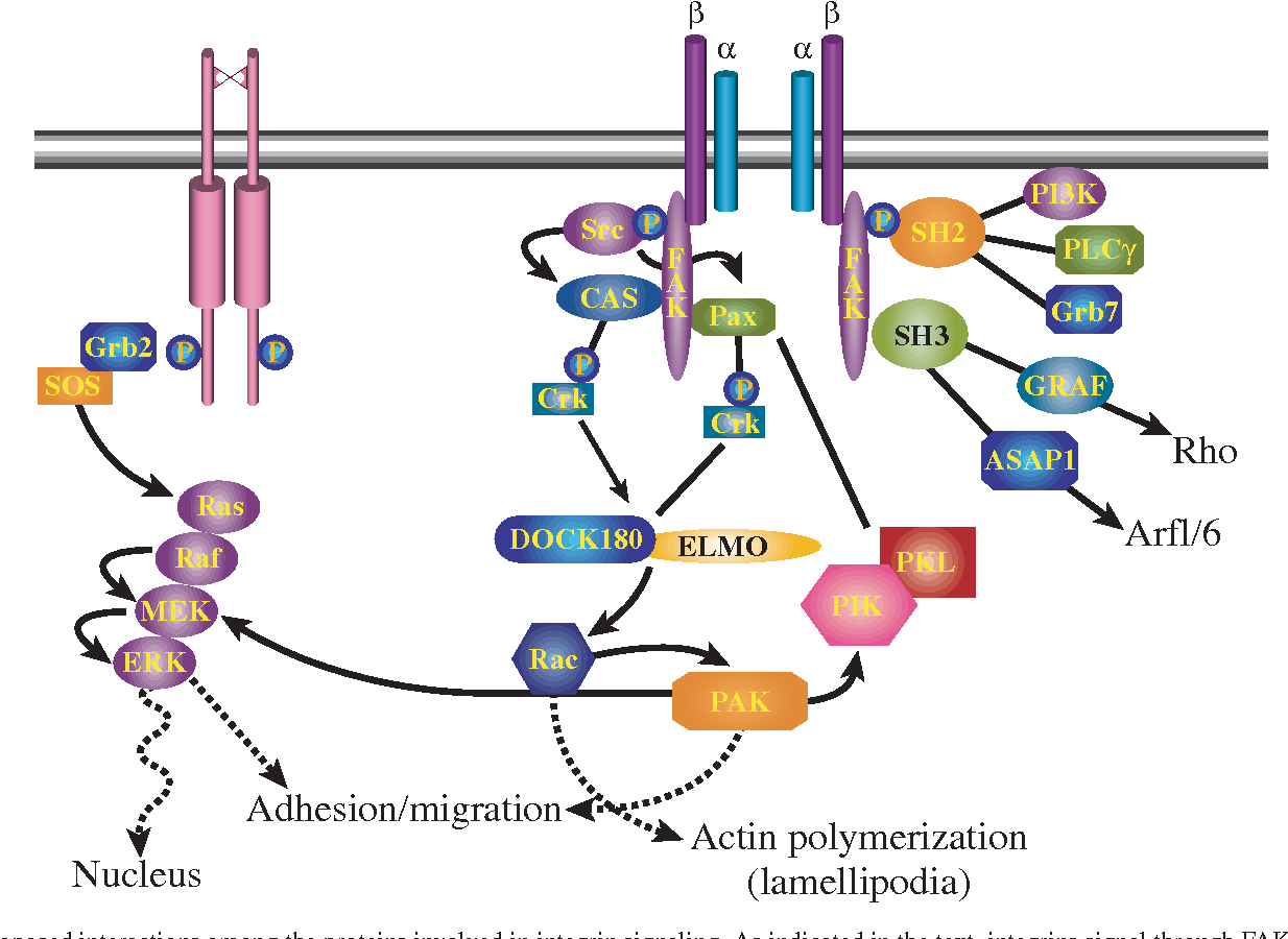 Pdf Focal Adhesion Kinase The First Ten Years Semantic Scholar