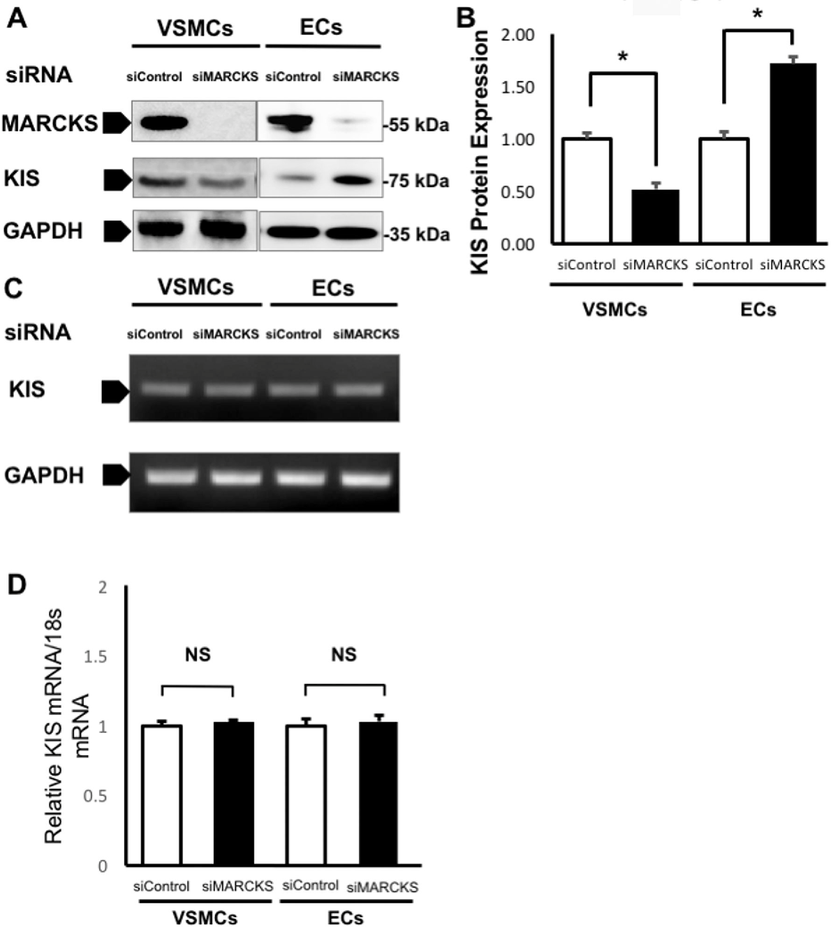 Figure 2 From The Myristoylated Alanine Rich C Kinase Substrate Marcks