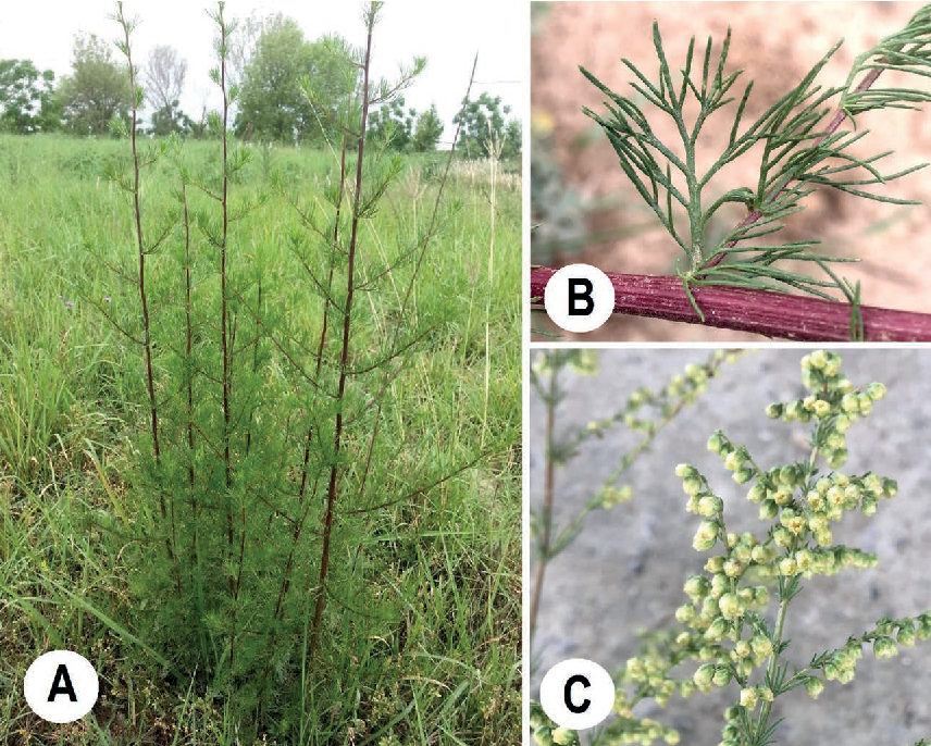 Figure 1 From Molecular Phylogeny Of Artemisia Asteraceae Anthemideae