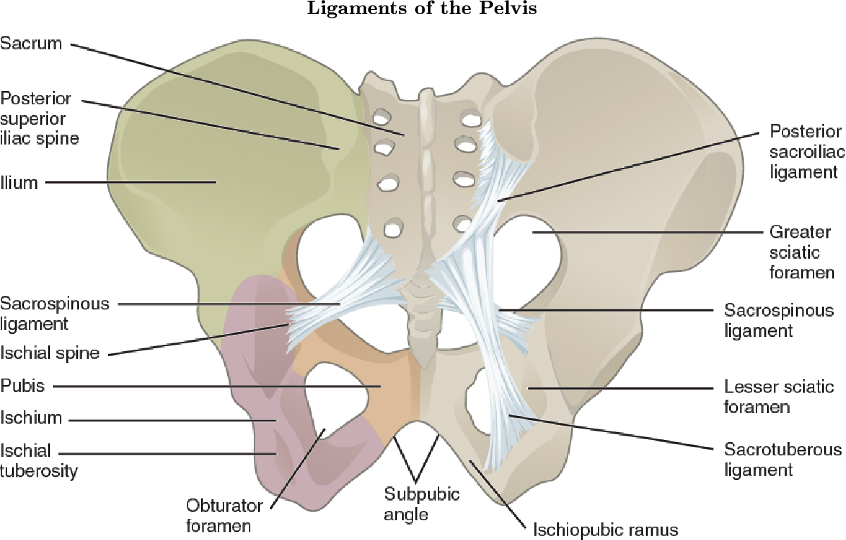 Figure 3 From The Pelvic Girdle And The Pelvis Semantic Scholar