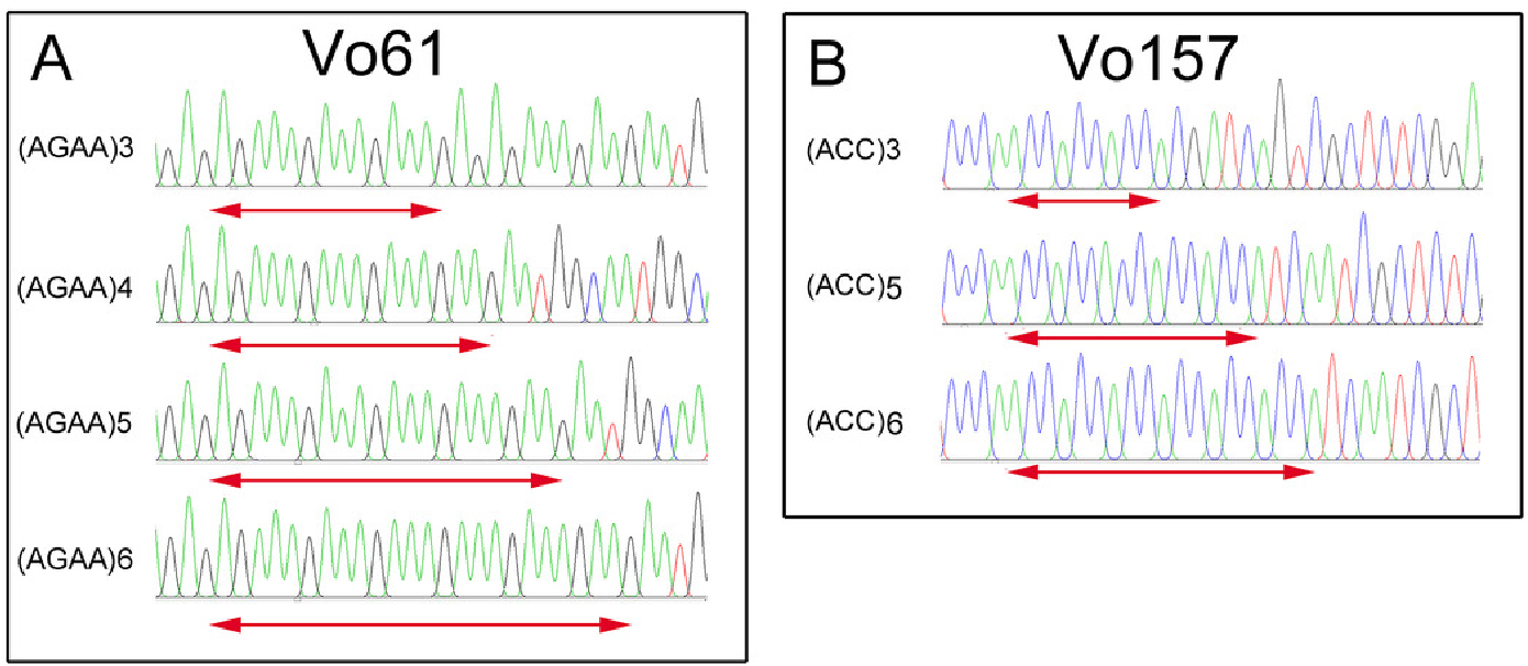 Figure 4 From Development Of Polymorphic Est Ssr Markers And