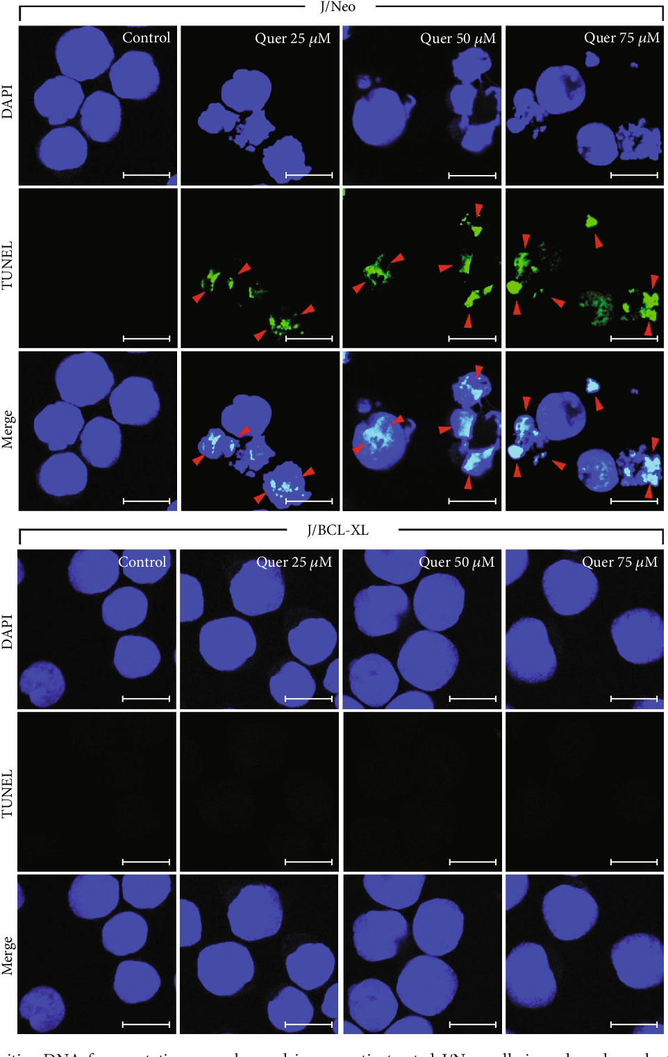 Figure 1 From Enhancement Of Quercetin Induced Apoptosis By Cotreatment