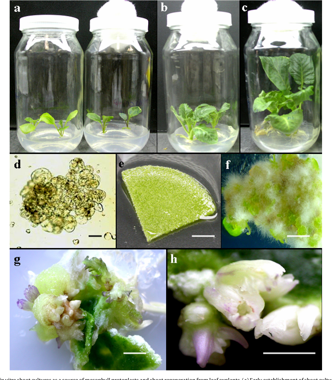 Pdf Regeneration From Leaf Explants And Protoplasts Of Brassica