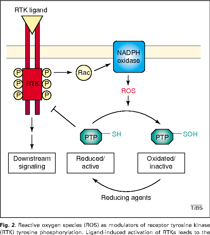 Pdf Redox Regulation Of Protein Tyrosine Phosphatases During Receptor