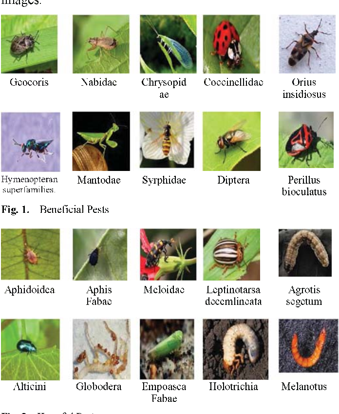 Figure From Image Classification Of Paddy Field Insect 48 Off