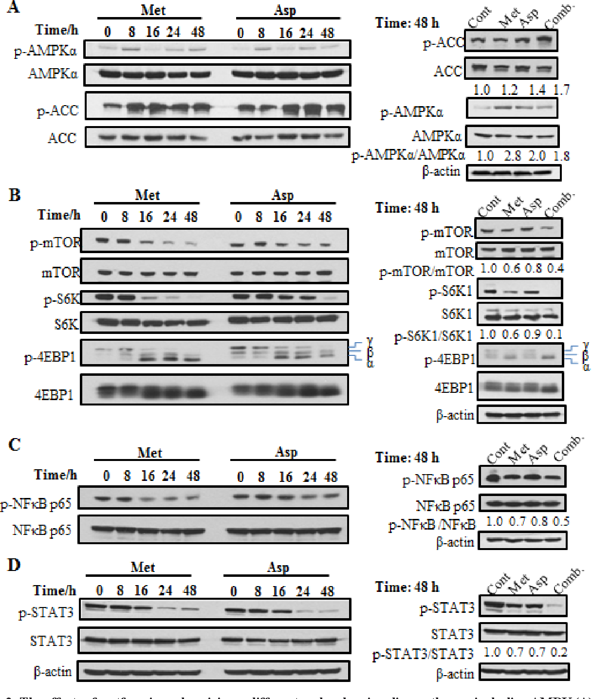 Figure 1 From Metformin Combined With Aspirin Significantly Inhibit