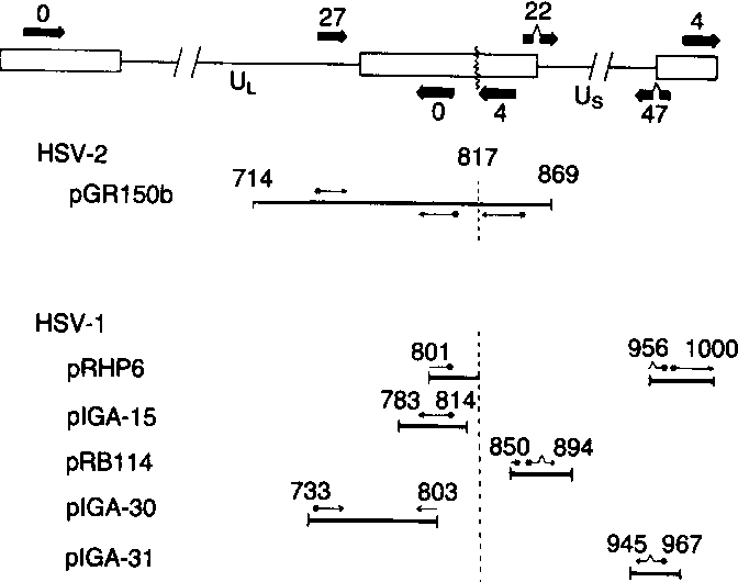 Figure 1 From Identification Of Immediate Early Genes From Herpes